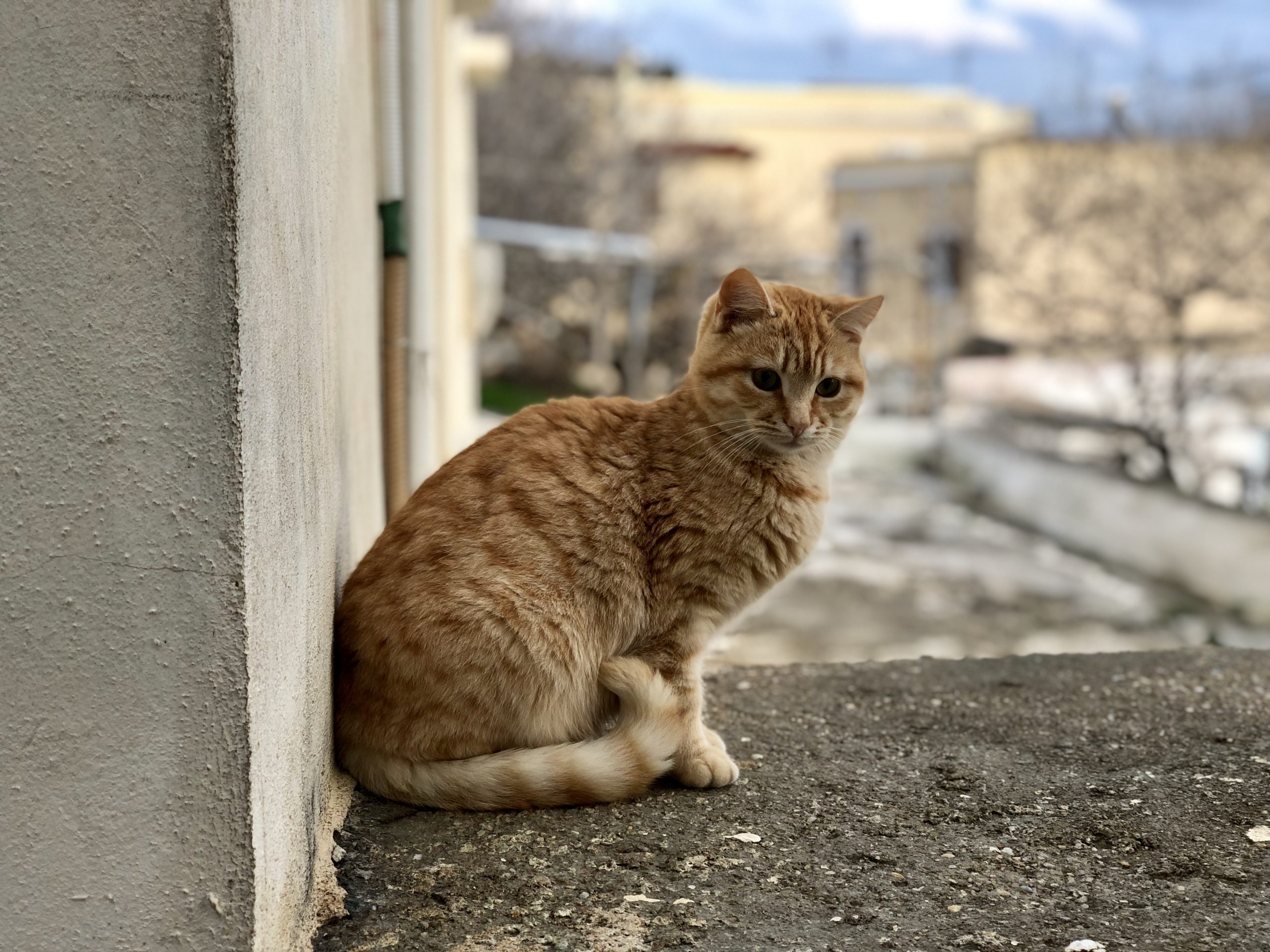 Greek Legislation » Animal Action