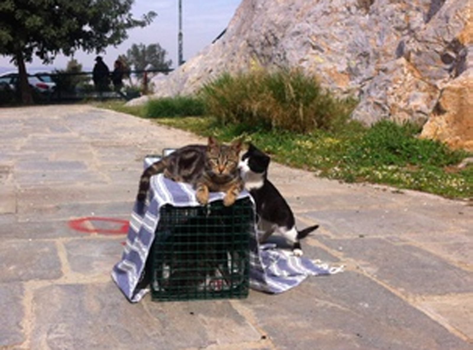ΣΤΕΙΡΩΣΗ ΓΑΤΩΝ ΣΤΟ ΚΕΝΤΡΟ ΤΗΣ ΑΘΗΝΑΣ » Animal Action