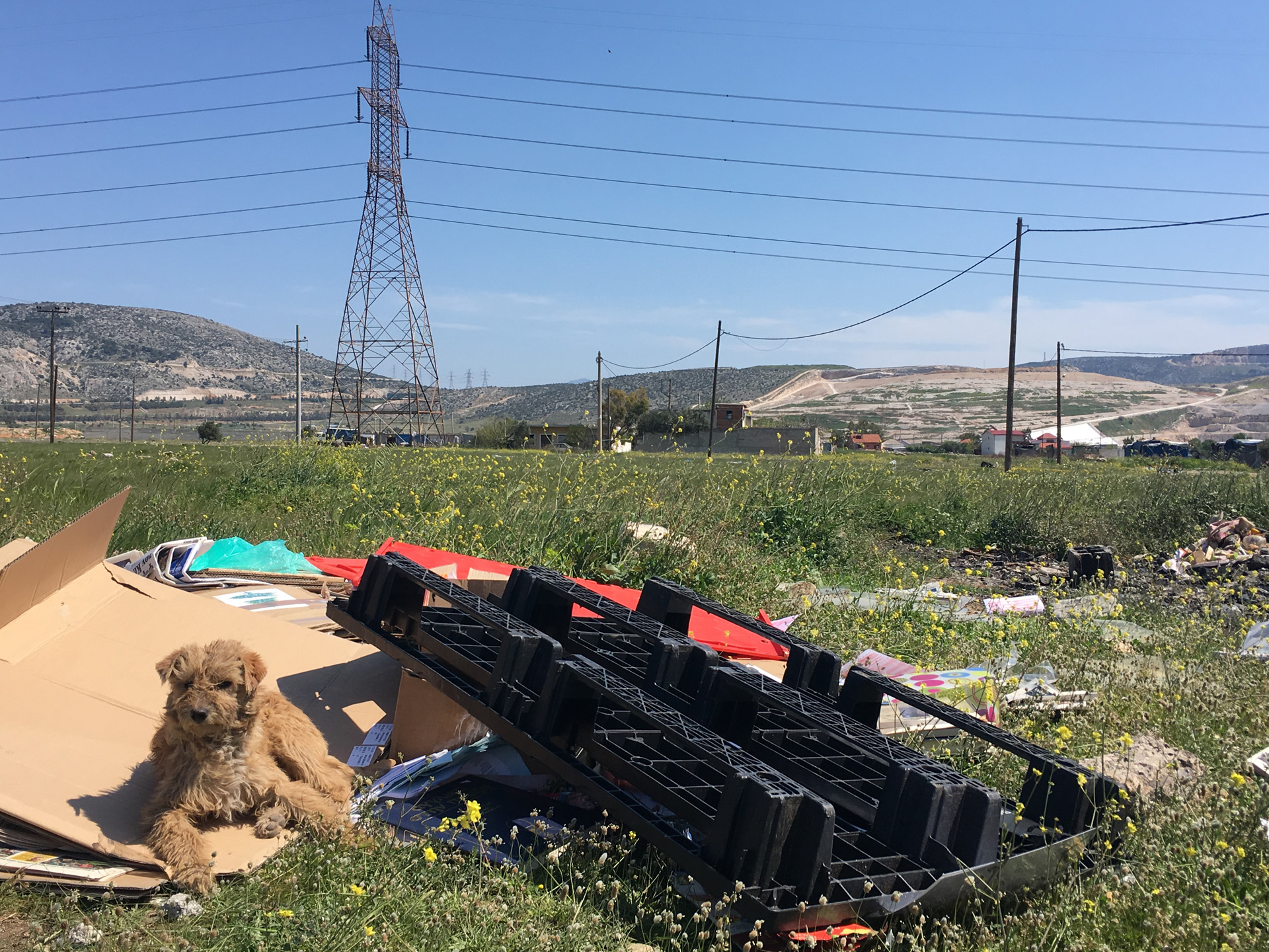 4 ΑΠΡΙΛΙΟΥ - ΠΑΓΚΟΣΜΙΑ ΗΜΕΡΑ ΑΔΕΣΠΟΤΩΝ ΖΩΩΝ » Animal Action