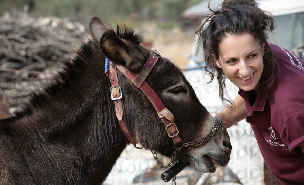 ΠΡΟΓΡΑΜΜΑ ΦΡΟΝΤΙΔΑΣ ΙΠΠΟΕΙΔΩΝ » Animal Action