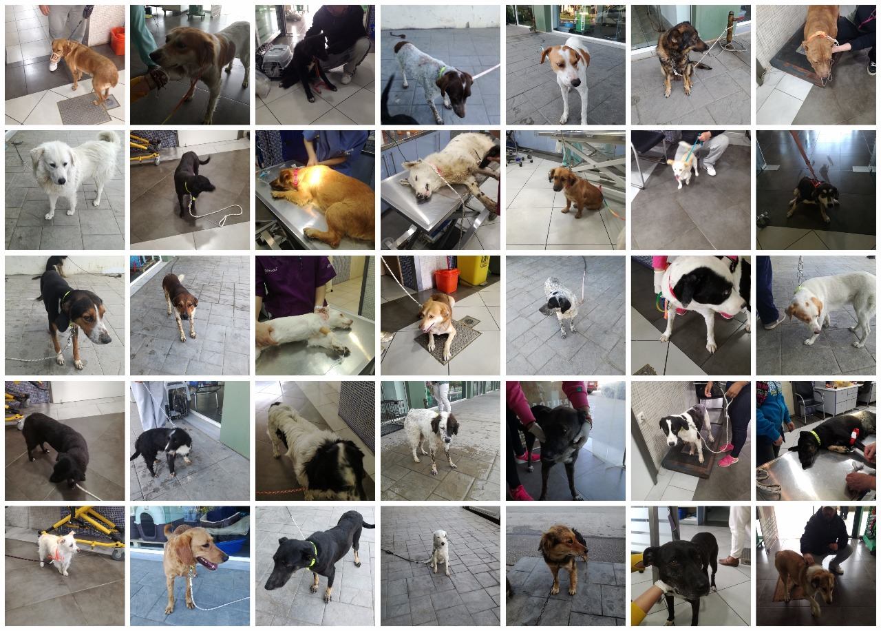 35 στειρωσεις σκυλων στην Β. Ευβοια » Animal Action