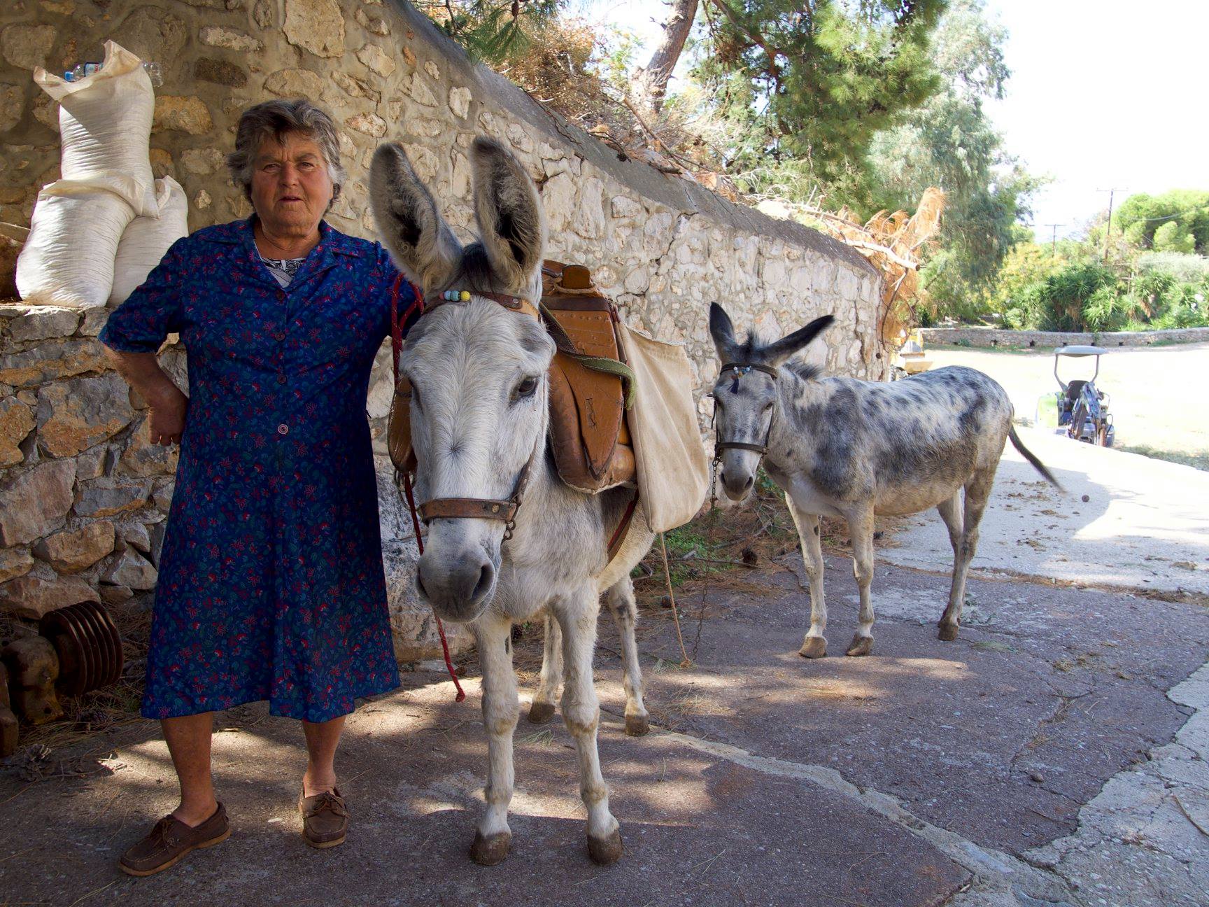 Ετησια επισκεψη στην Υδρα » Animal Action