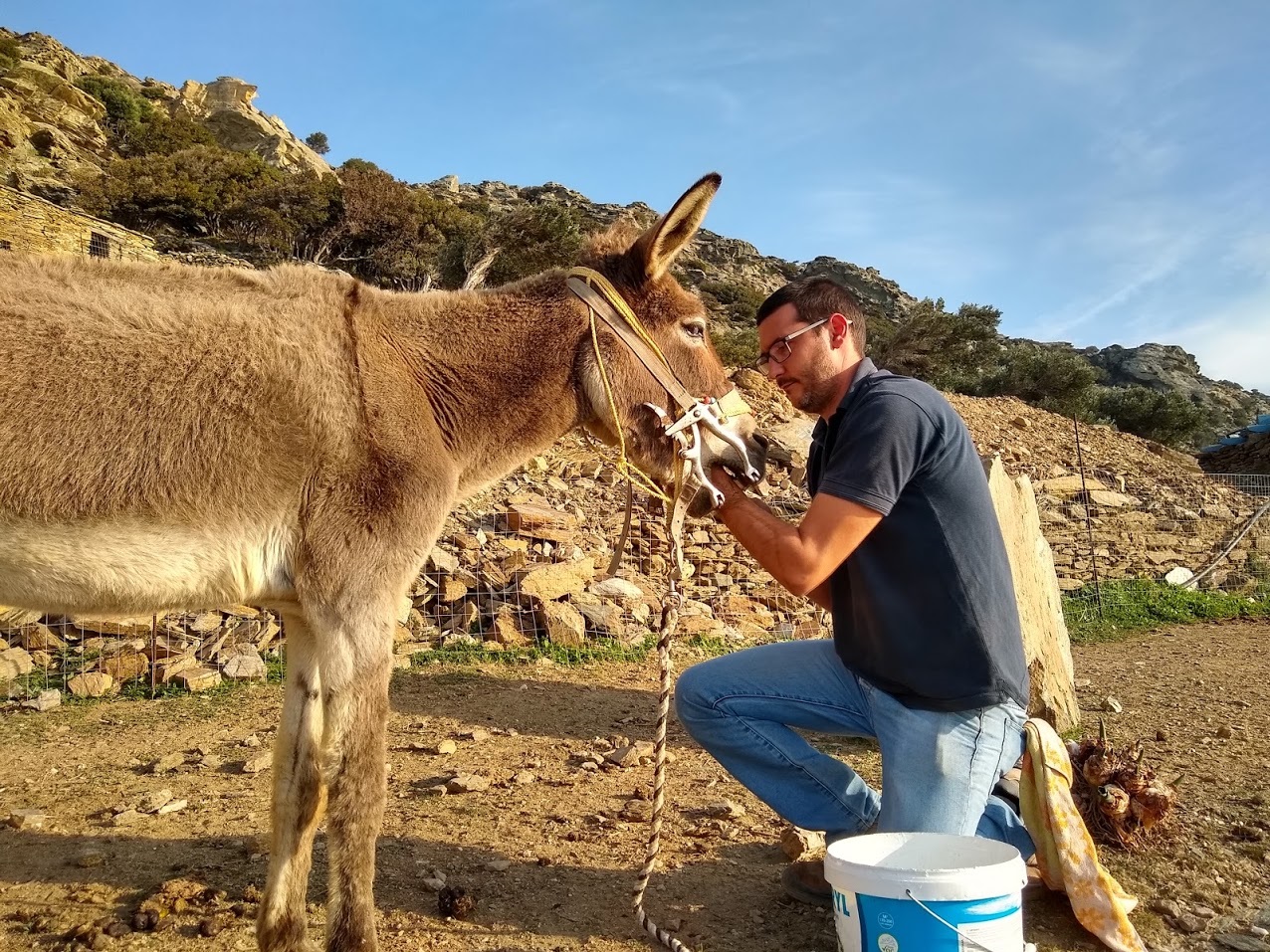 Η Ομαδα φροντιδας ιπποειδων στην Ανδρο » Animal Action