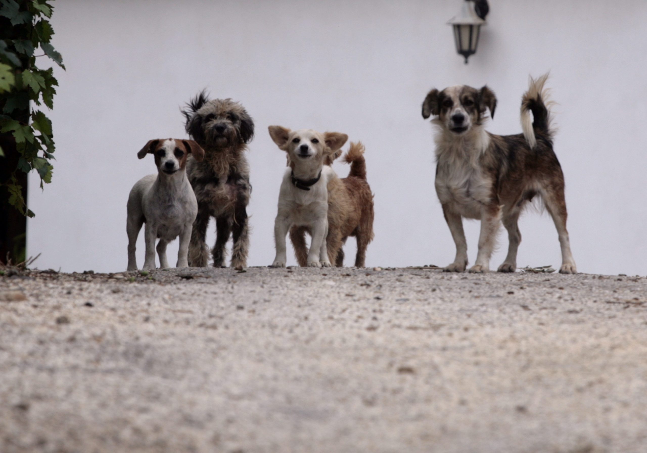 Τοπικα Φιλοζωικα Σωματεια » Animal Action