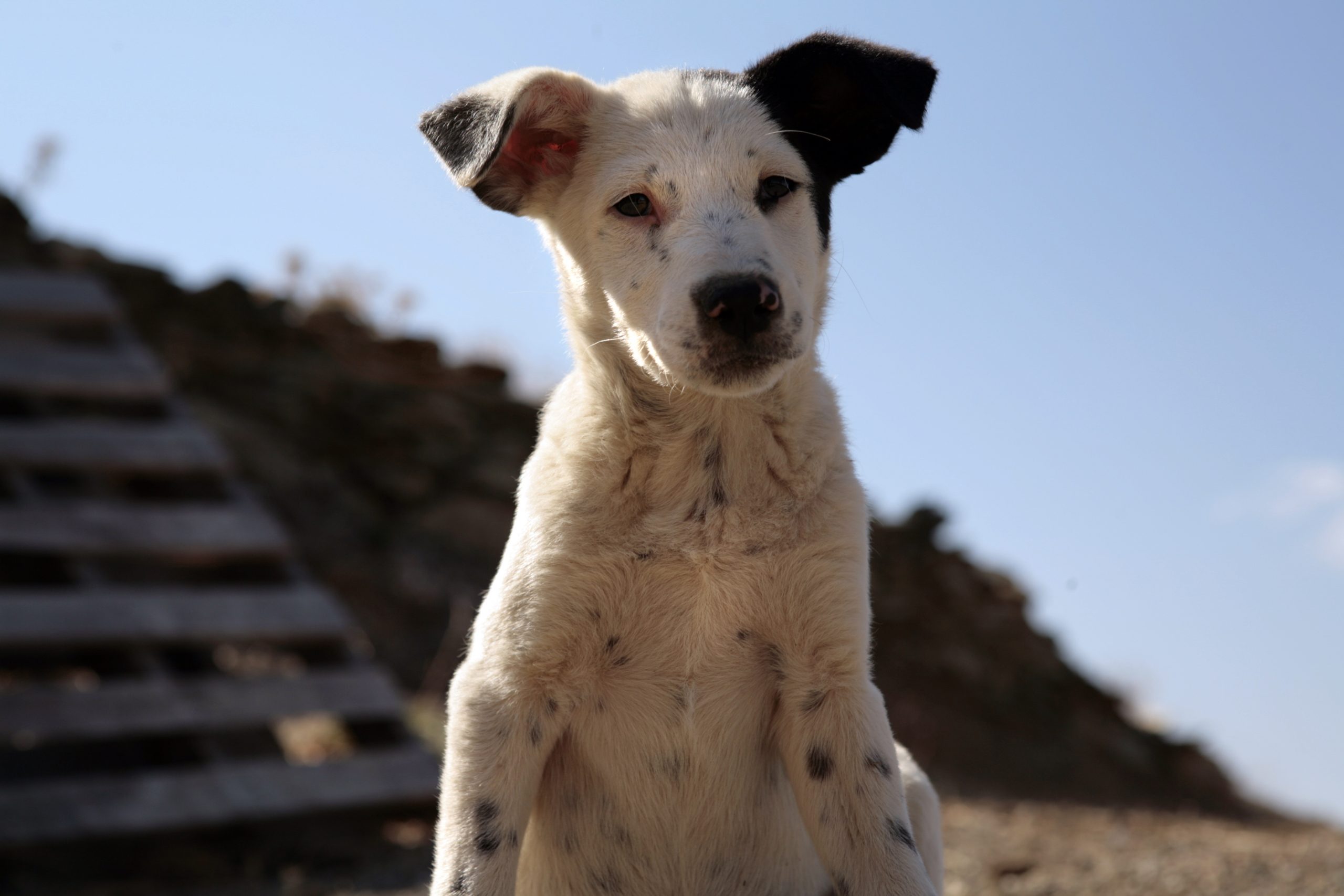 How to Report Animal Cruelty » Animal Action