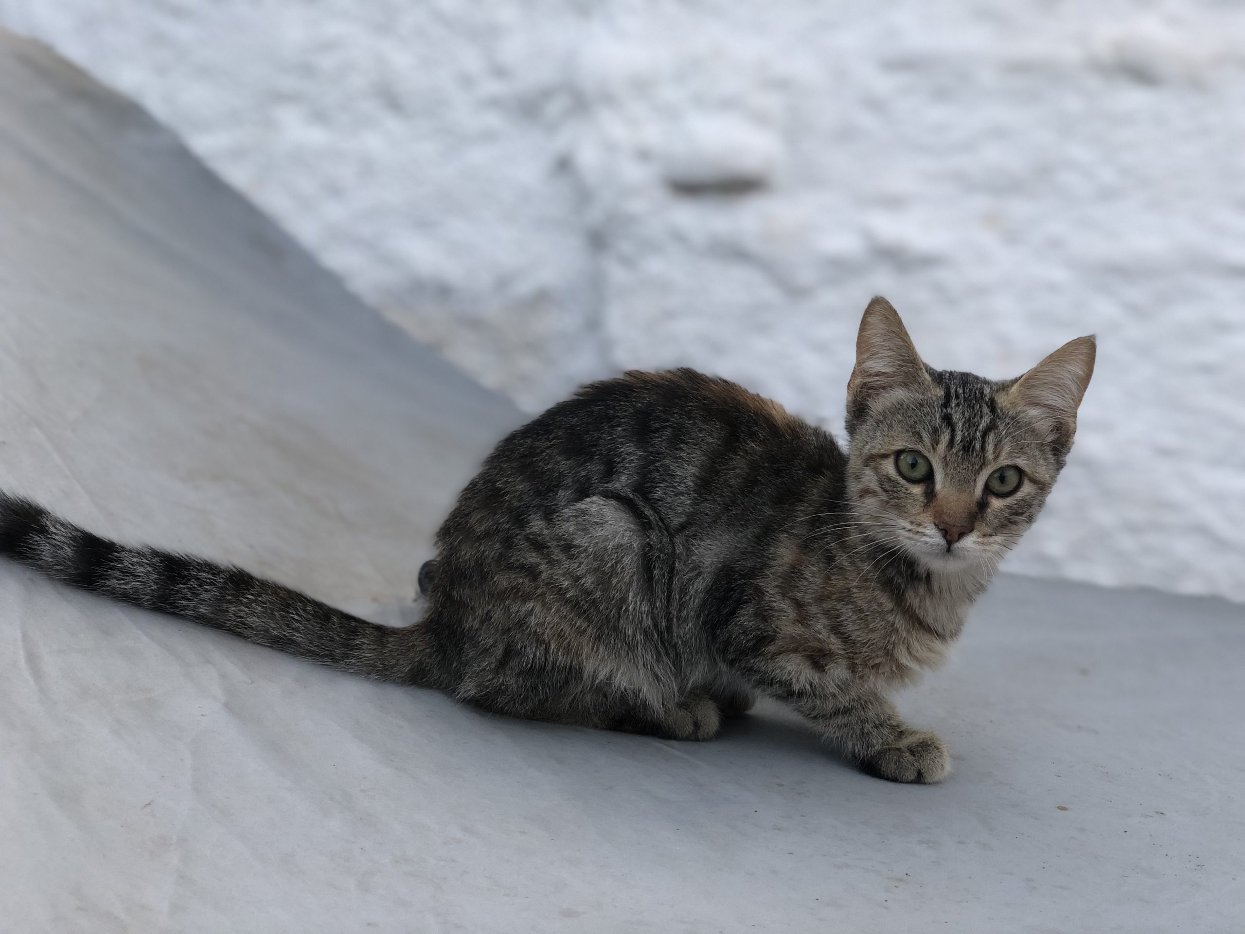 Η ΑΡΧΗ ΜΙΑΣ ΝΕΑΣ ΕΠΟΧΗΣ ΓΙΑ ΤΑ ΖΩΑ ΣΥΝΤΡΟΦΙΑΣ ΣΤΗΝ ΕΛΛΑΔΑ; » Animal Action