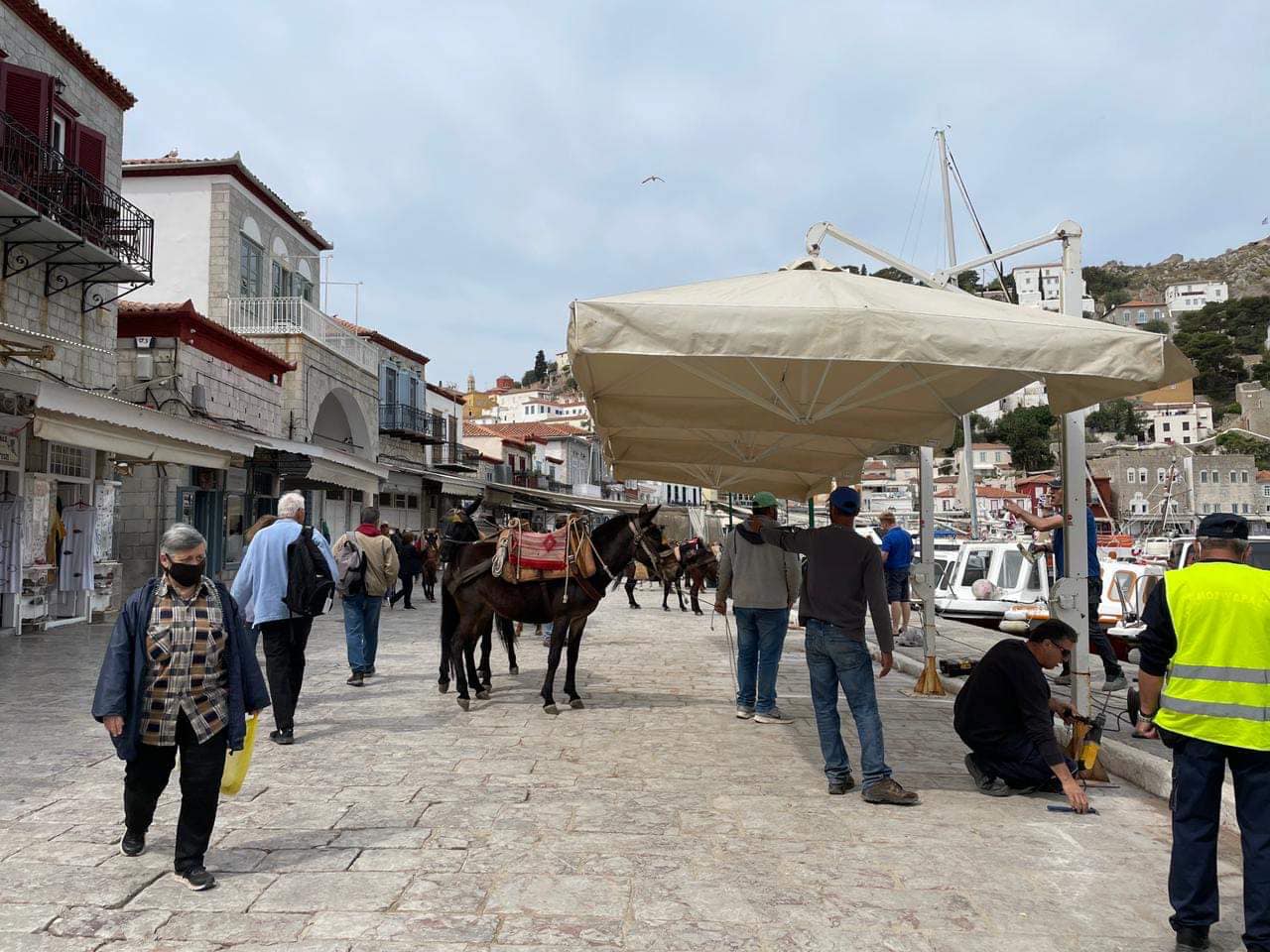 ΤΟ ΠΡΟΓΡΑΜΜΑ ΦΡΟΝΤΙΔΑΣ ΙΠΠΟΕΙΔΩΝ ΣΤΗΝ ΥΔΡΑ » Animal Action