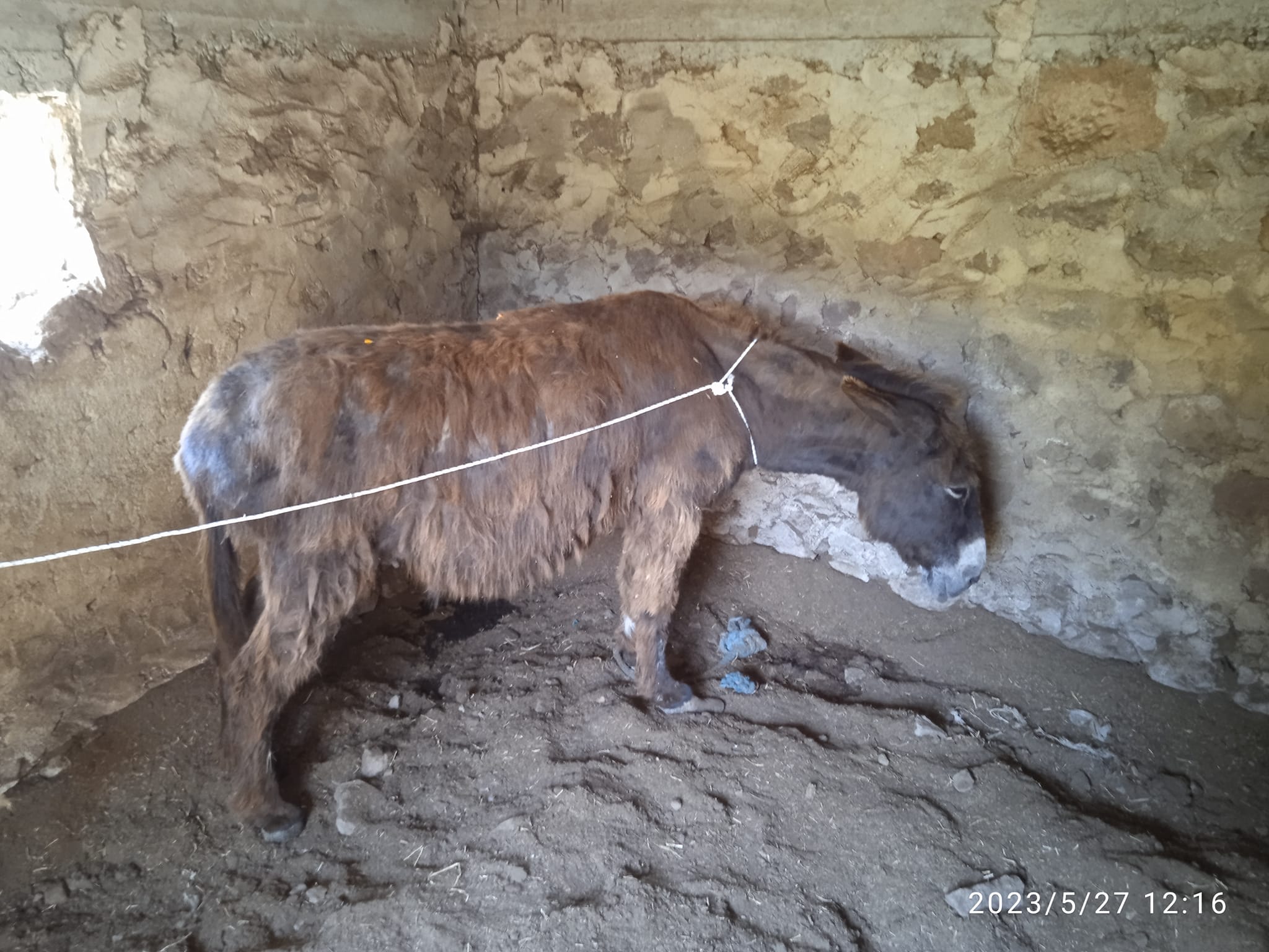 ΔΙΑΣΩΣΗ ΓΑΪΔΟΥΡΙΟΥ ΣΤΑ ΜΕΘΑΝΑ » Animal Action