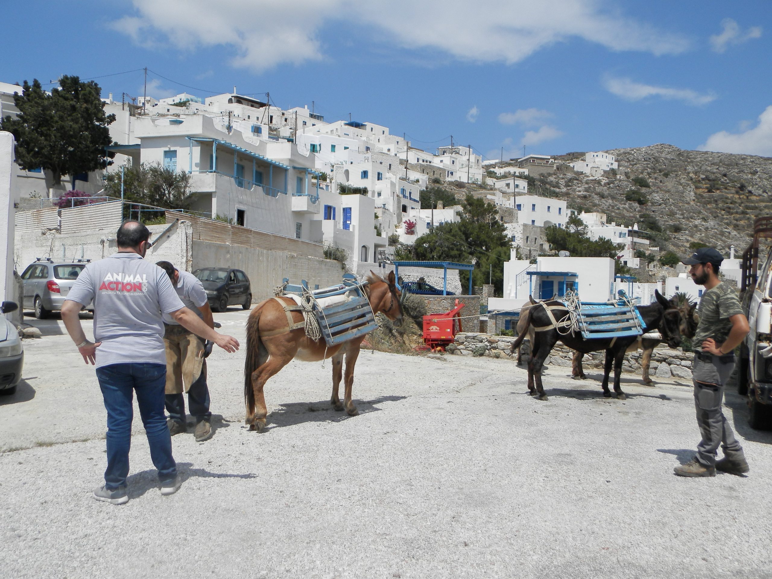 Η ΟΜΑΔΑ ΦΡΟΝΤΙΔΑΣ ΙΠΠΟΕΙΔΩΝ ΣΤΗΝ ΑΜΟΡΓΟ » Animal Action