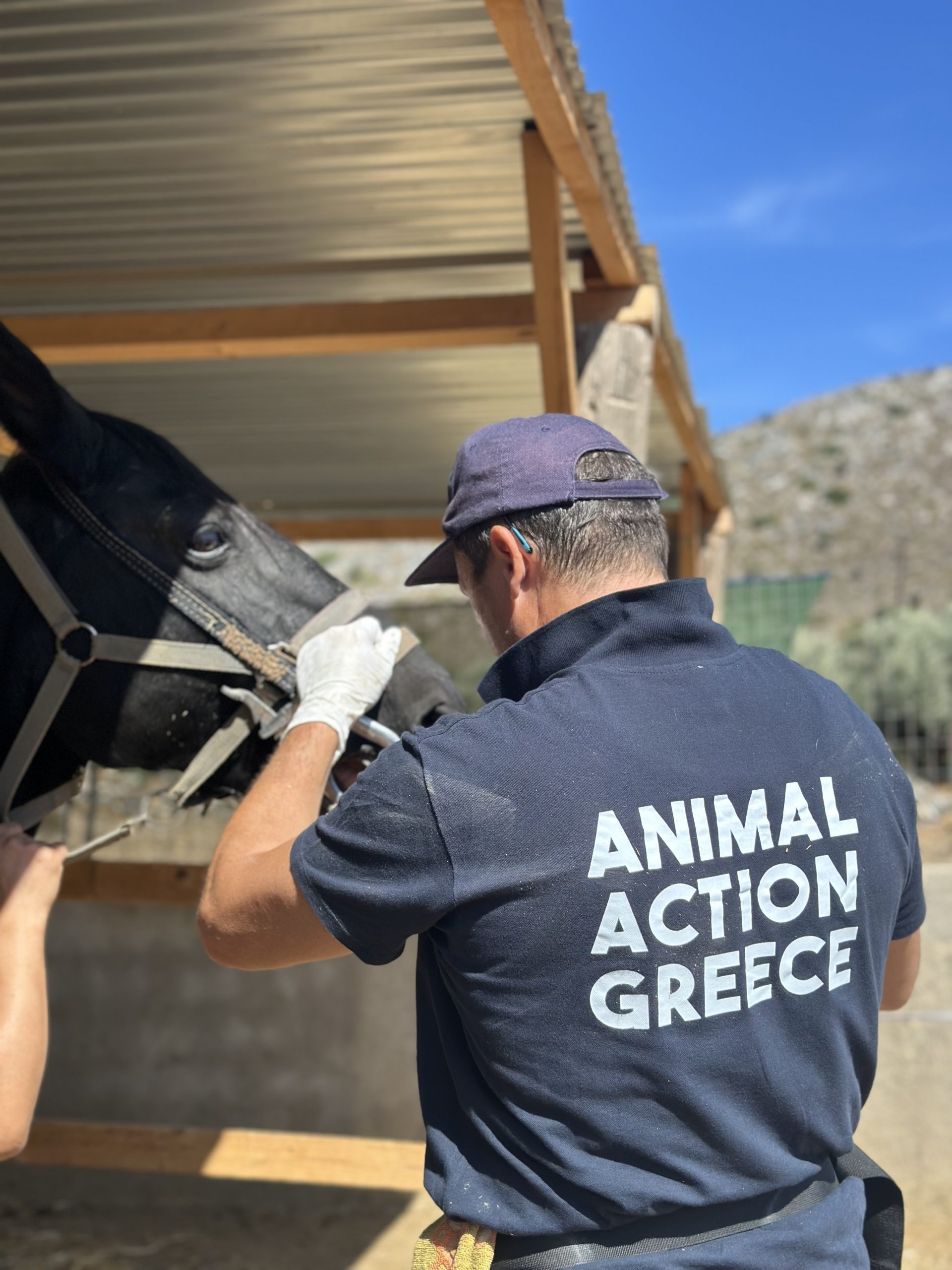 ΦΡΟΝΤΙΔΑ ΙΠΠΟΕΙΔΩΝ: ΛΕΡΟΣ, ΛΕΙΨΟΙ, ΠΑΤΜΟΣ » Animal Action