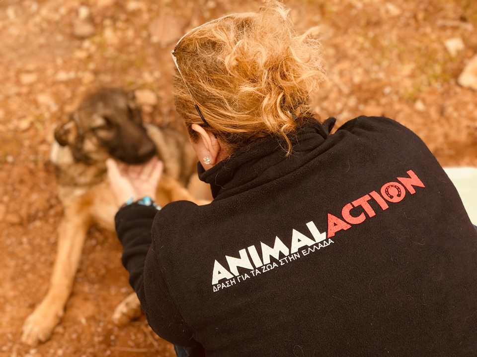Our Projects - Animal Action Greece