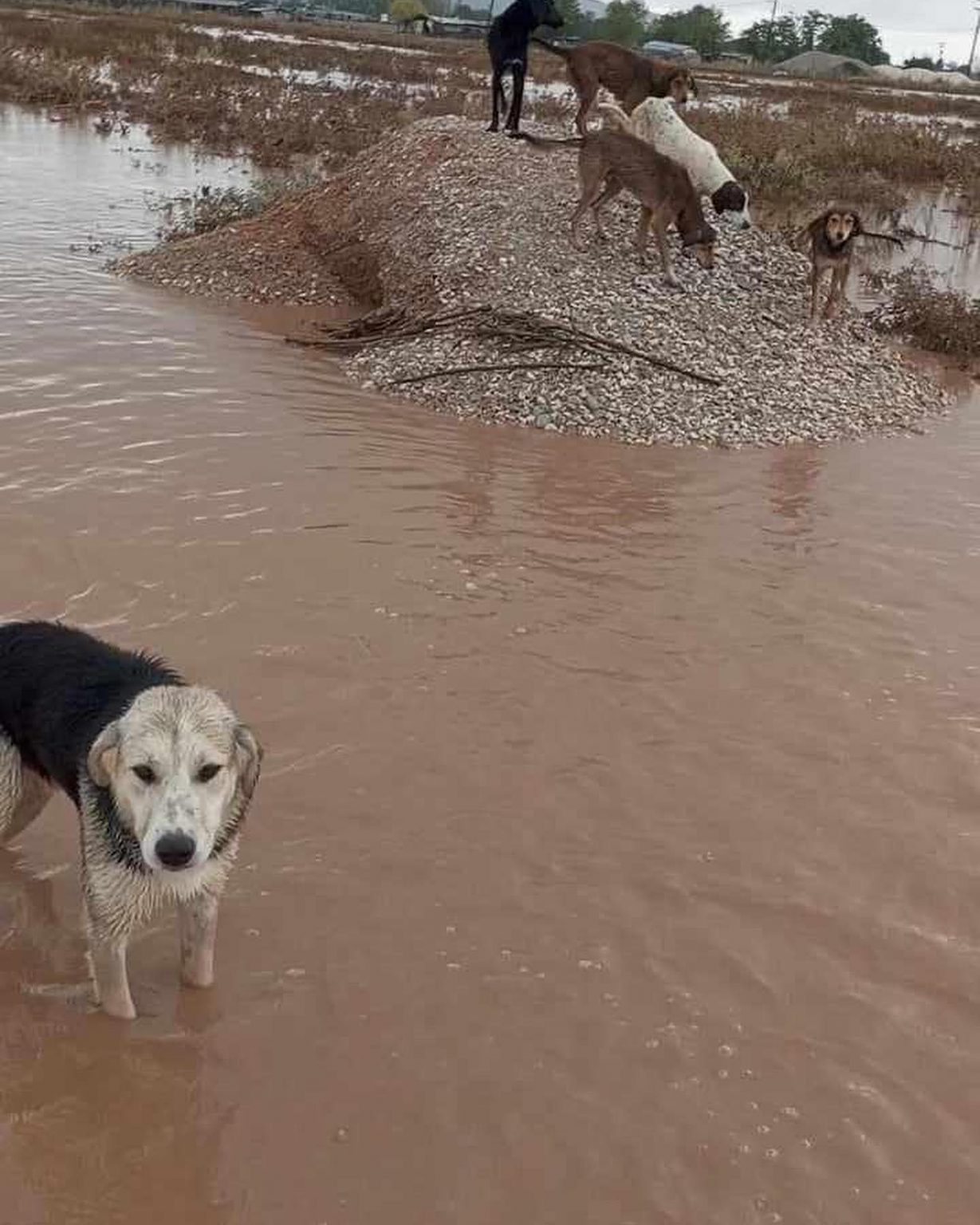 Emergency Appeal - Flooding in Greece - Animal Action Greece